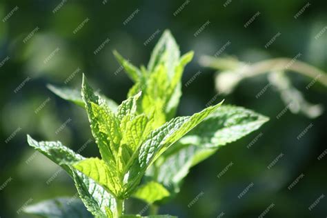 Premium Photo Close Up Of Peppermint Plant On Sunny Day