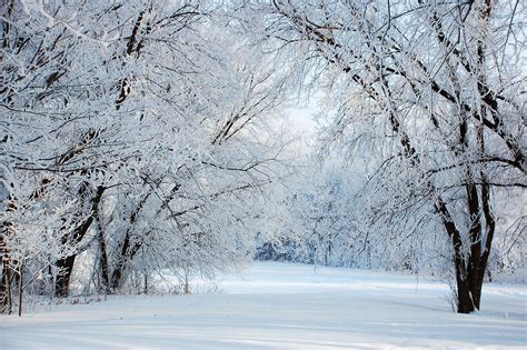 Winter Wonderland Backdrops