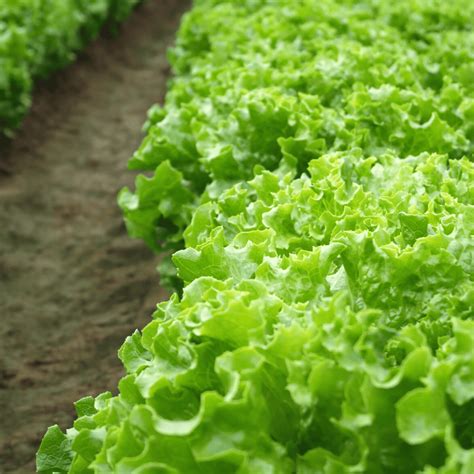 Repiquer La Salade Batavia Comment Repiquer Les Salades Ynak