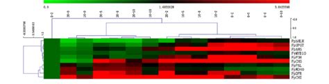 hierarchical clustering analysis of the log2 of the transcript levels