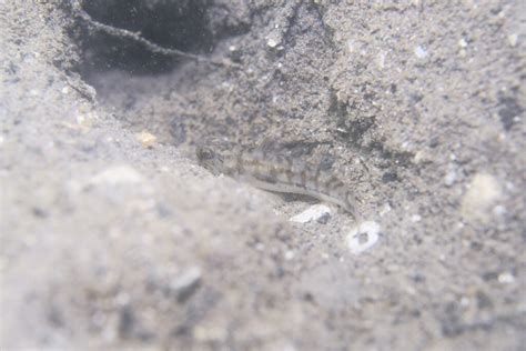 Acentrogobius From Hong Kong On August 28 2024 At 12 13 Pm By Gomen See · Inaturalist