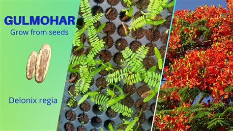 How To Germinate Royal Poinciana Seeds At Ava Ewers Blog