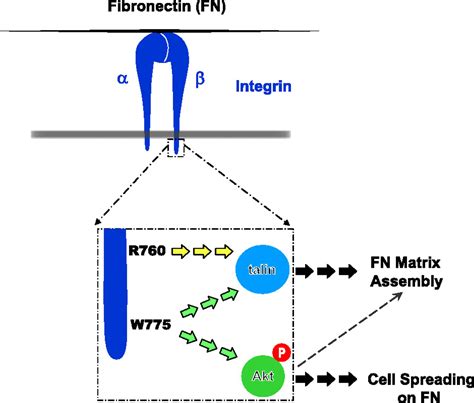 β1 Integrin Cytoplasmic Domain Residues Selectively Modulate Fibronectin Matrix Assembly And