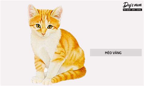 Mèo Lông Vàng Có Bộ Lông Màu Vàng ống ánh đẹp