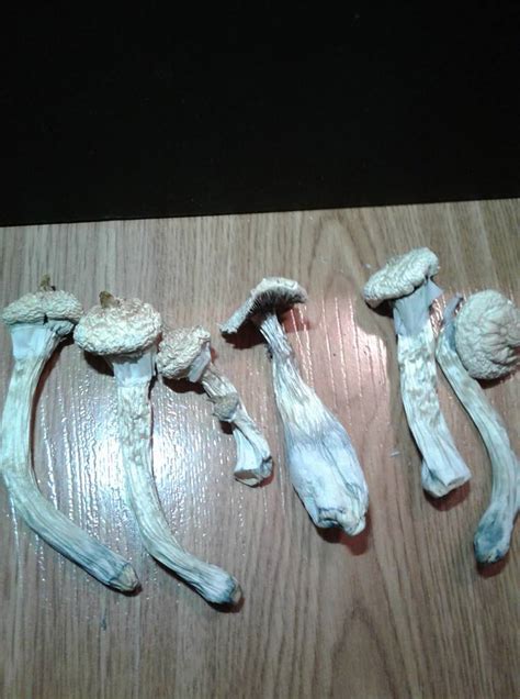 Best Temp For Drying Cubensis At Myron Moon Blog