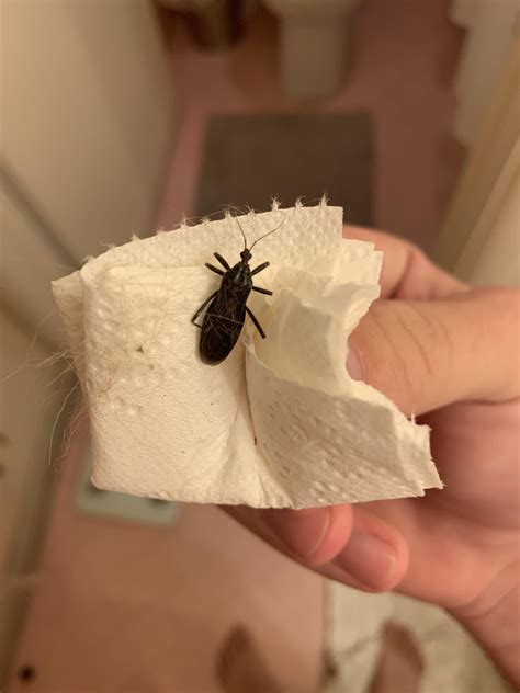 Is This An Assassin Kissing Bug Im In Utah And Just Found 4 Of These