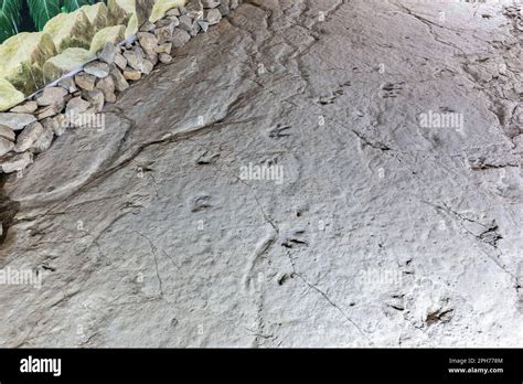 Well Preserved Fossilized Raptor Bird Like Dinosaur Three Fingered Footprints On A Rock In