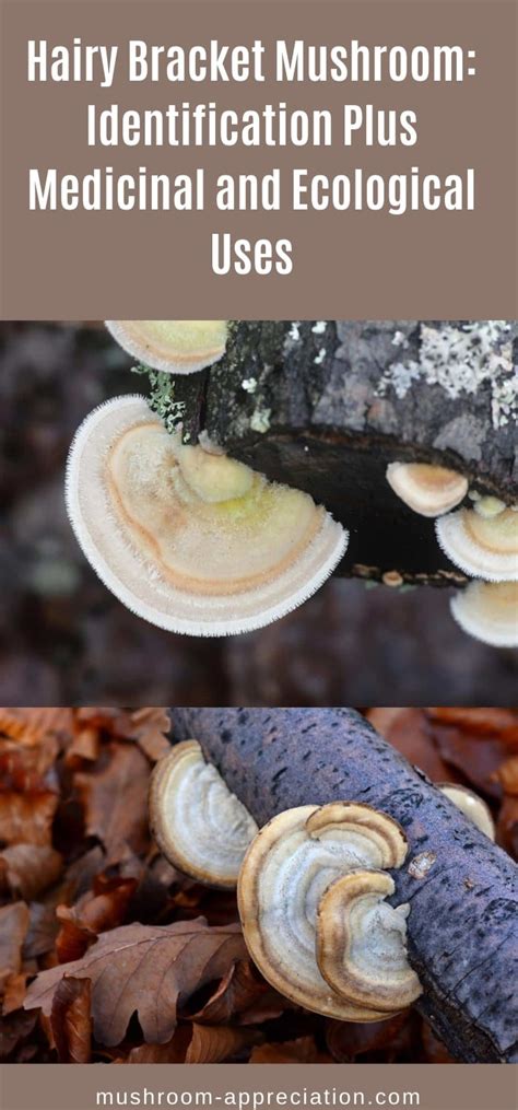 Hairy Bracket Mushroom Identification Plus Medicinal And Ecological