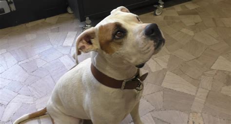 26 Agosto Giornata Mondiale Del Cane La Voce Della Dora