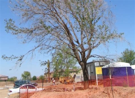 Tree Protection Zone Installation In Toronto CA Tree Doctors Inc