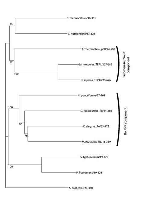A Tree Constructed Using The Neighbour Joining Algorithm Implemented In