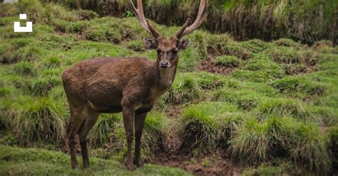 푸른 잔디 옆에 갈색 사슴 사진 Unsplash의 무료 숲 이미지