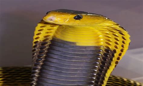 How Many Types Of Cobras Are There Which Species Are Most Venomous
