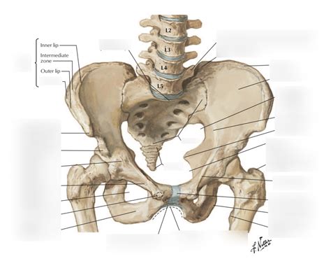 Pelvis Diagram Quizlet