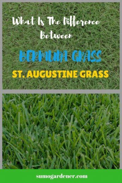 Bermuda Grass Vs St Augustine The Difference And How To Choose