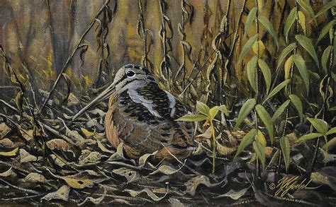 Woodcock Paintings For Sale Fine Art America