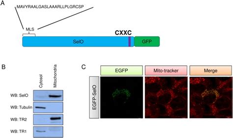 A Schematics Of Recombinant Selo It Contains The Mitochondrial Download Scientific Diagram