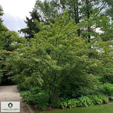 Cotoneaster Watereri Cornubia Baumschule Lve