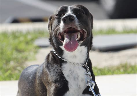 La Convivencia Con Perros Agresivos Michis Y Caninos