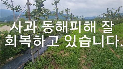 사과동해피해잘회복하고있습니다 240706토경남거창웅양신촌 해발540m시나노놀드m26 4년생120주 농합면역플러스613203074 4회관주농합탄농합시너지세트