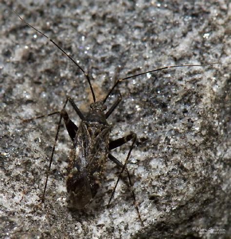 Plant Bug Phytocoris Bugguide Net