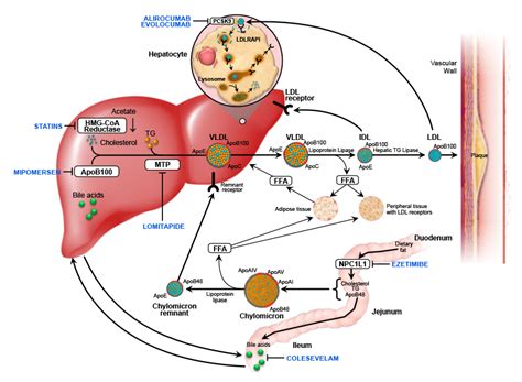 Experimental Drug Shows Promise In Lowering Cholesterol