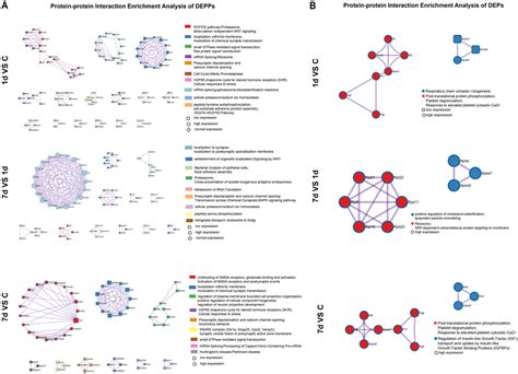 Protein Protein Interaction Enrichment Analysis Protein Protein