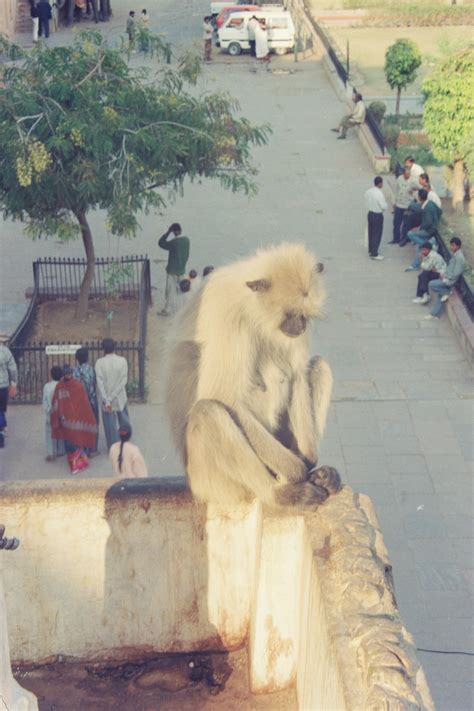 Naughty Animal Monkey Free Photo On Pixabay Pixabay