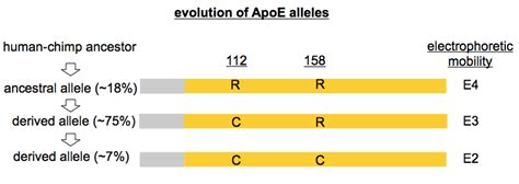 What Do We Know About Apoe