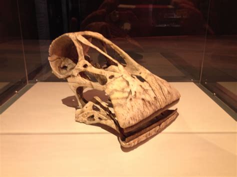 Nigersaurus Skull At The Ultimate Dinosaurs Exhibit At The Canadian