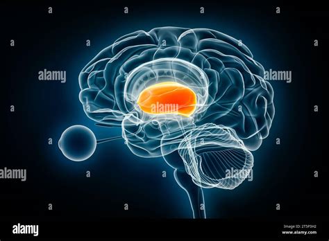 Forebrain Or Prosencephalon X Ray View 3d Rendering Illustration Human