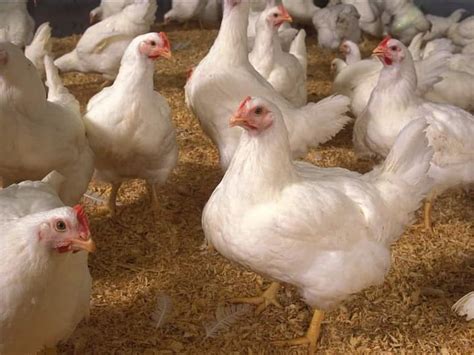Man In Court For Having Sex With Dead Chicken Zambian Eye