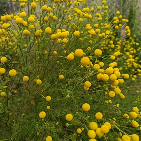 🐝wee Bee Gallery🐝 On Twitter I Was Feeling A Bit Down So The Walk