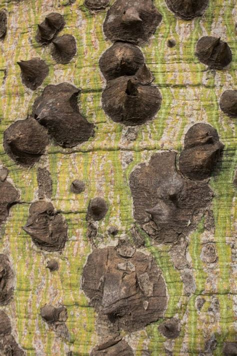 Texture Of The Bark Of A Tree Stock Image Image Of Wallpaper Texture