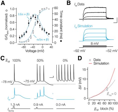 Simulation Of I M In The Neuron Model A Steady State Activation Open