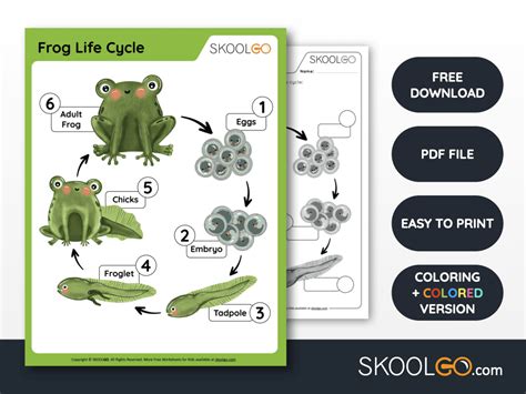 Frog Life Cycle Free Worksheet Skoolgo