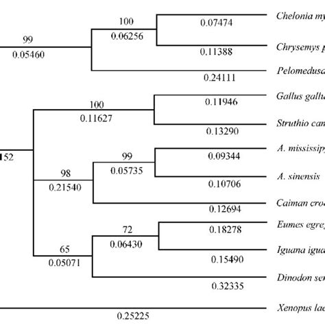 Pdf Complete Mitochondrial Dna Sequence Of Chinese Alligator Alligator Sinensis And
