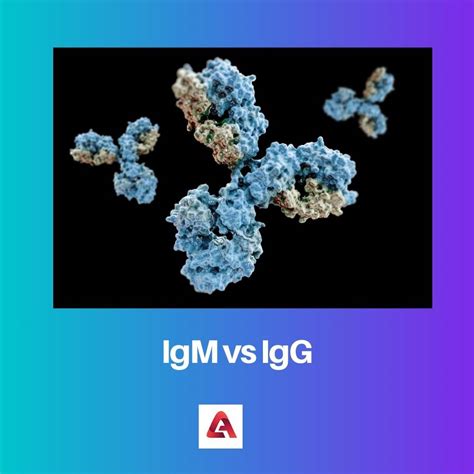 Igm Vs Igg Difference And Comparison