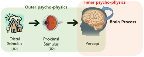 Psychophysics Of Haptic Perception Historically Psychophysics Started Download Scientific