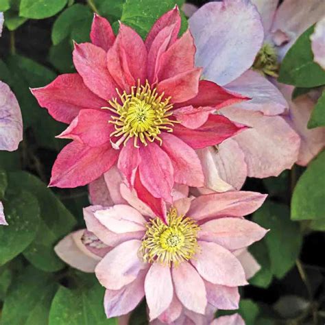 Clematis Vines For Sale Gurneys Seed And Nursery Co