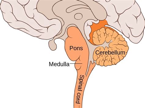 Brain Structure And Its Function Class 10 Pptx Brain And Nervous Brain Structure And Its Function Class 10 Pptx Brain And Nervous