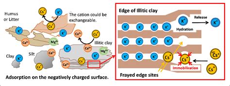 Figure From The Dynamics Of Radio Cesium In Soils And Mechanism Of Cesium Uptake Into Higher