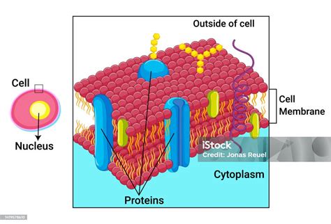 Human Cell Membrane Structure