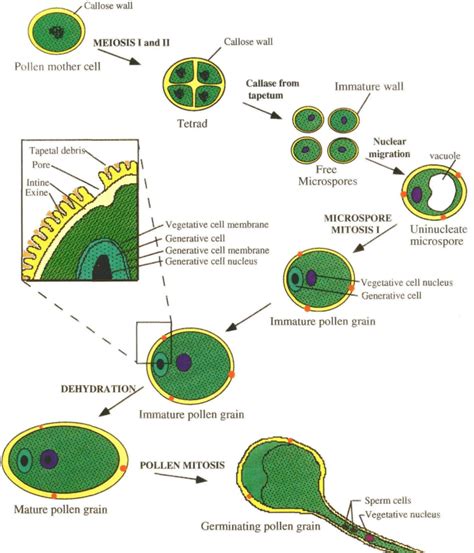 The Development Of Male And Female Gametophytes In Plants Asterisk
