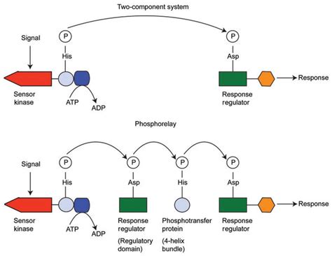 Schematic Representations Of The Two Component System Top And The