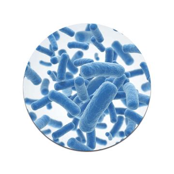 Lactobacillus Casei Pb Lc39 Detailed Description Price Wholesale