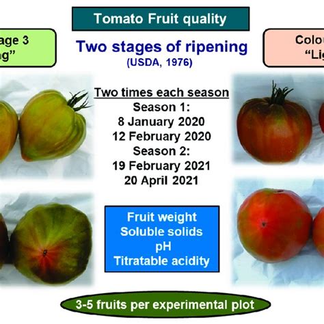 Information About The Tomato Fruit Quality Attributes Assessed Download Scientific Diagram