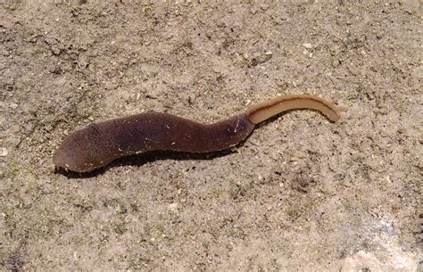 Spoon Worms