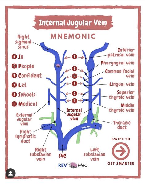 Trigeminal Nerve Rev Med Human Anatomy Diagrams For Reference Basic