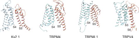 Association Of The S1 S4 Domain With The Pore Domain In Representative